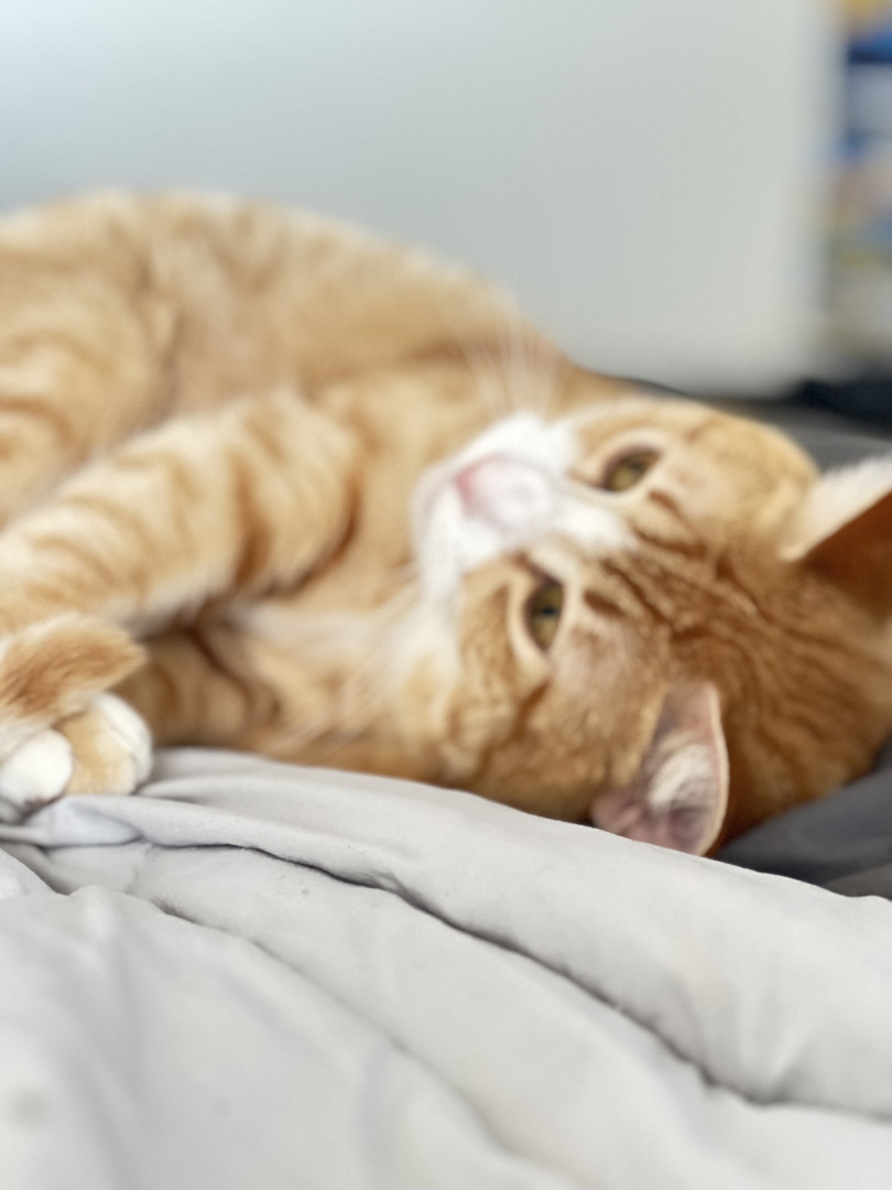 Oli | America's Favorite Pet