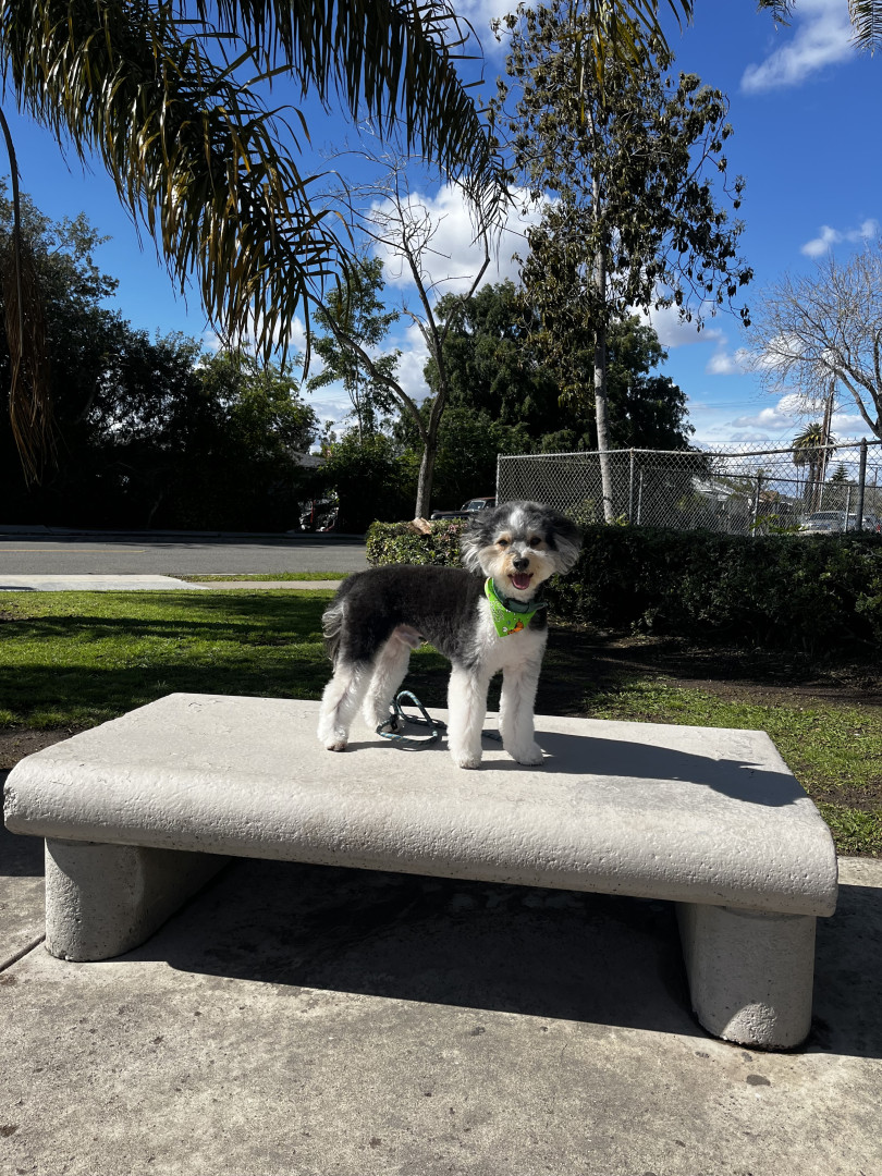 Benjamin | America's Favorite Pet