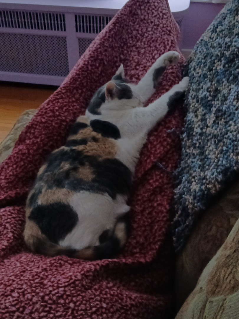 Thunder Kitty | America's Favorite Pet