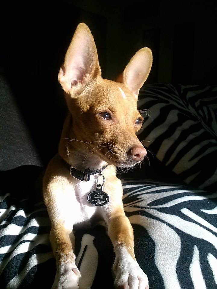 Axel | America's Favorite Pet