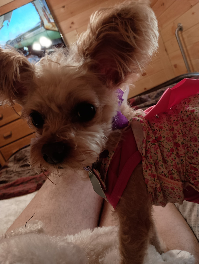 Lilly Ann | America's Favorite Pet