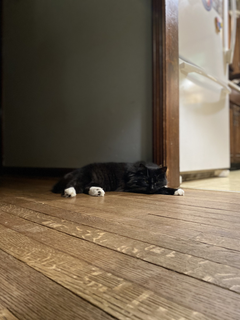 Ellie Cat | America's Favorite Pet