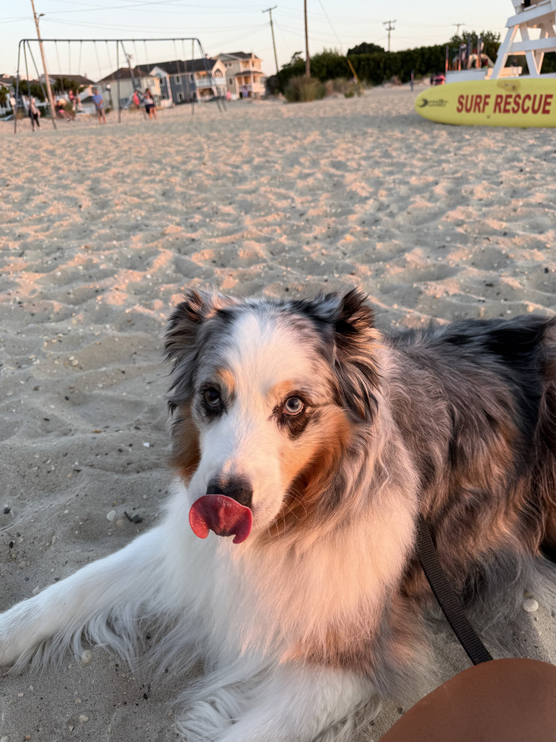 Sydney | America's Favorite Pet