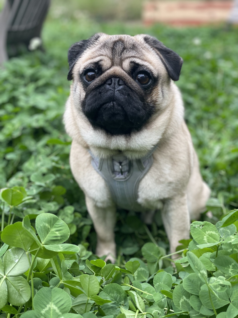 Macklin | America's Favorite Pet