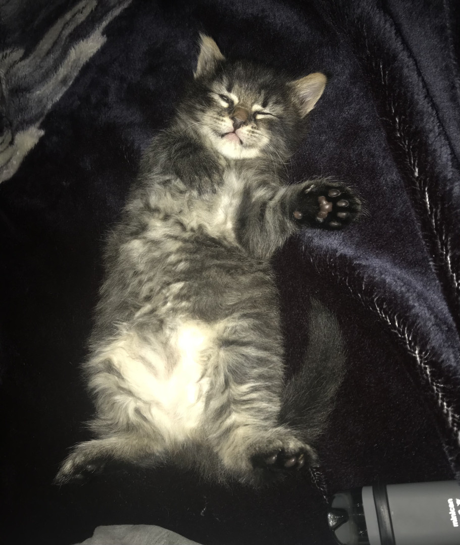 Ali | America's Favorite Pet