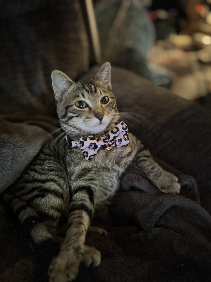 Dora | America's Favorite Pet