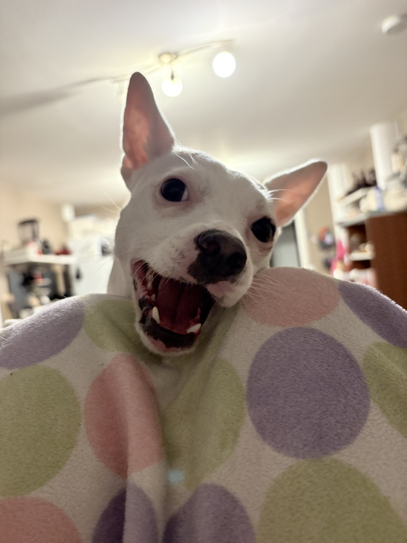 Emma Hempstead | America's Favorite Pet