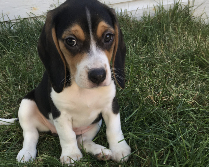 Lucy Lu Tinker Bell | America's Favorite Pet