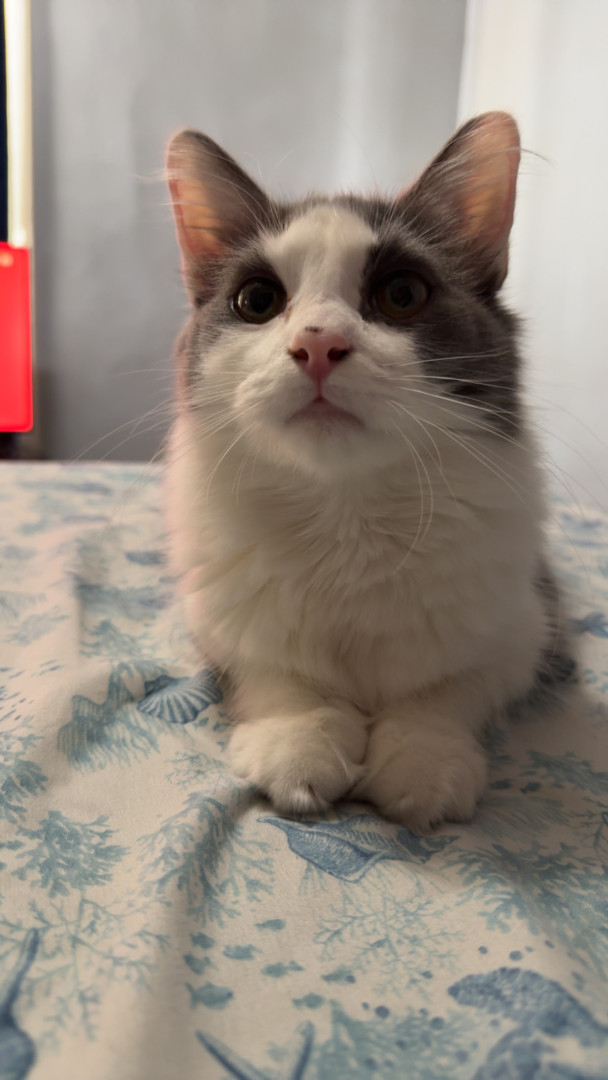 Gizmo | America's Favorite Pet