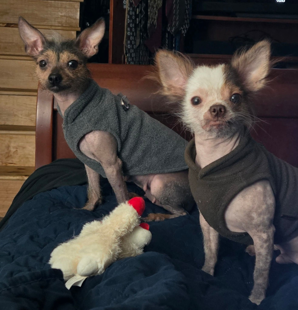 Walker Bait | America's Favorite Pet