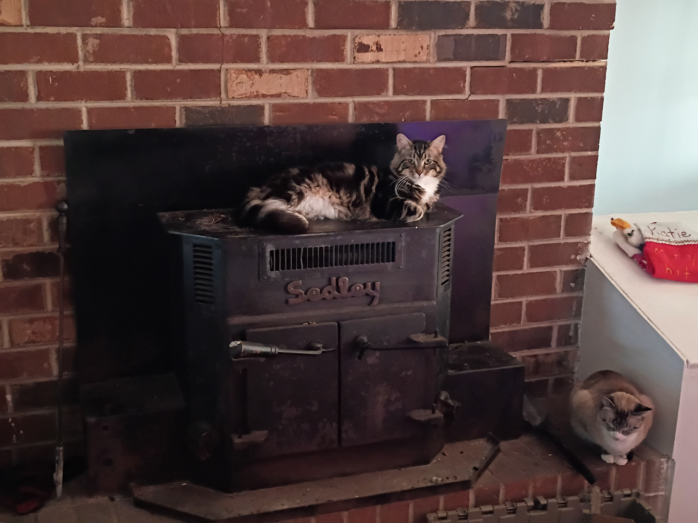Striker | America's Favorite Pet