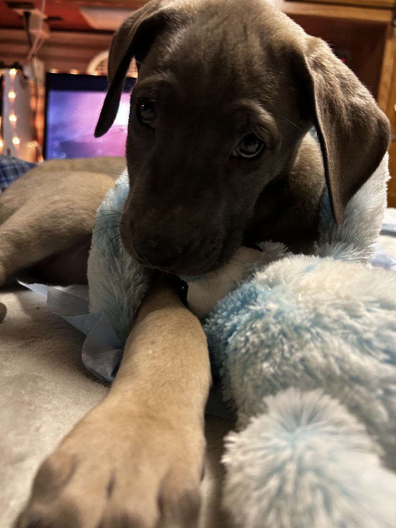 Jolene | America's Favorite Pet