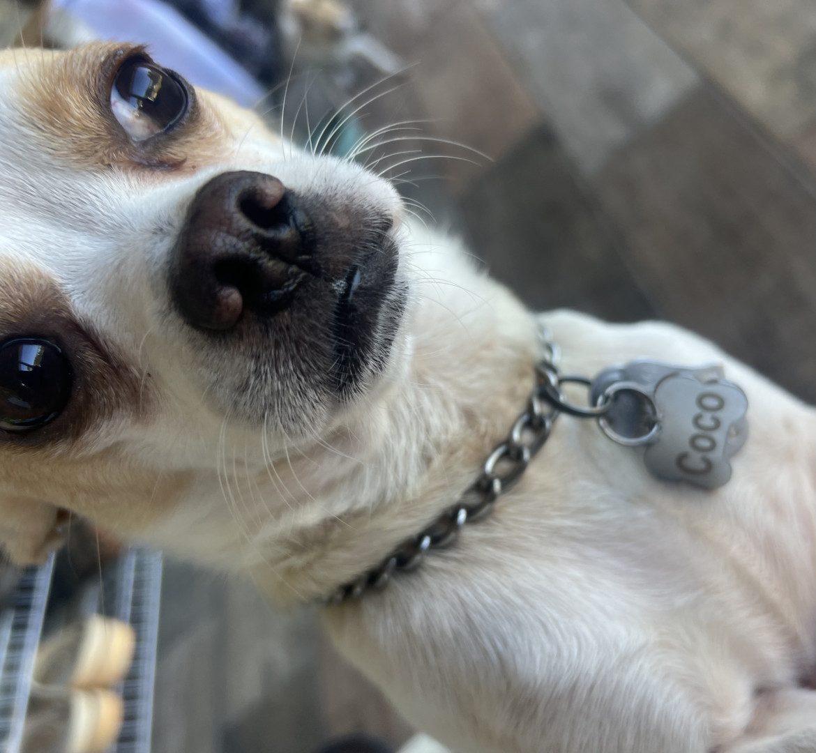 Coco | America's Favorite Pet