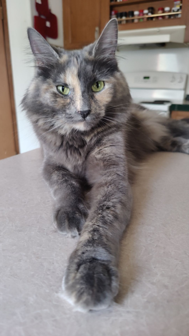 Smokey | America's Favorite Pet