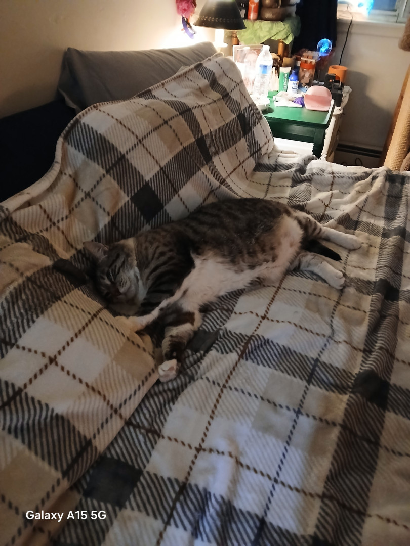 Elvis | America's Favorite Pet