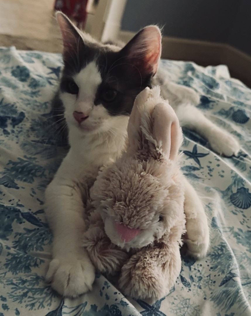 Gizmo | America's Favorite Pet