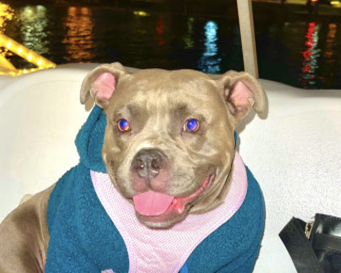 Lilly | America's Favorite Pet