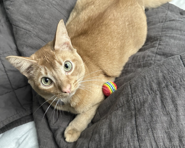 America's Favorite Pet