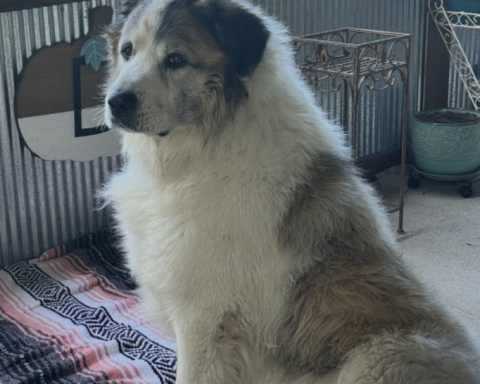 Tank | America's Favorite Pet