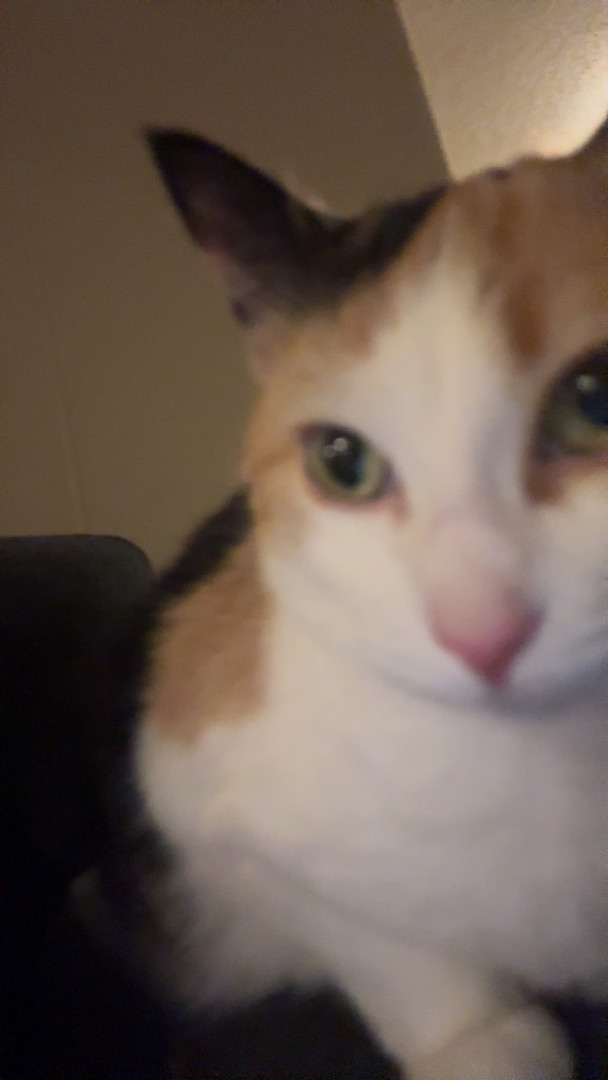 Princess | America's Favorite Pet