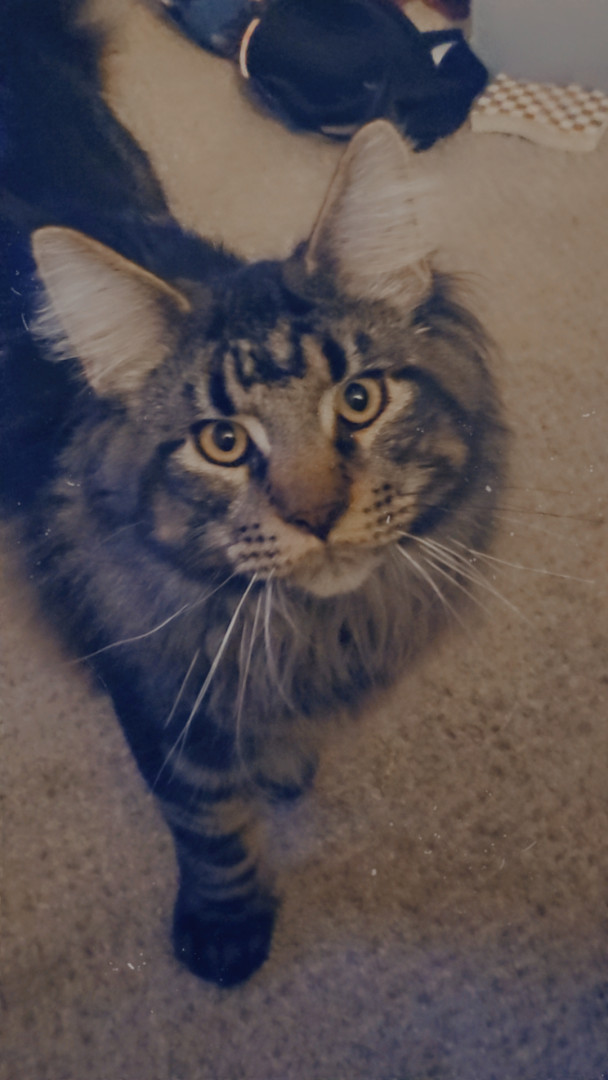 Forest Morris Burns | America's Favorite Pet