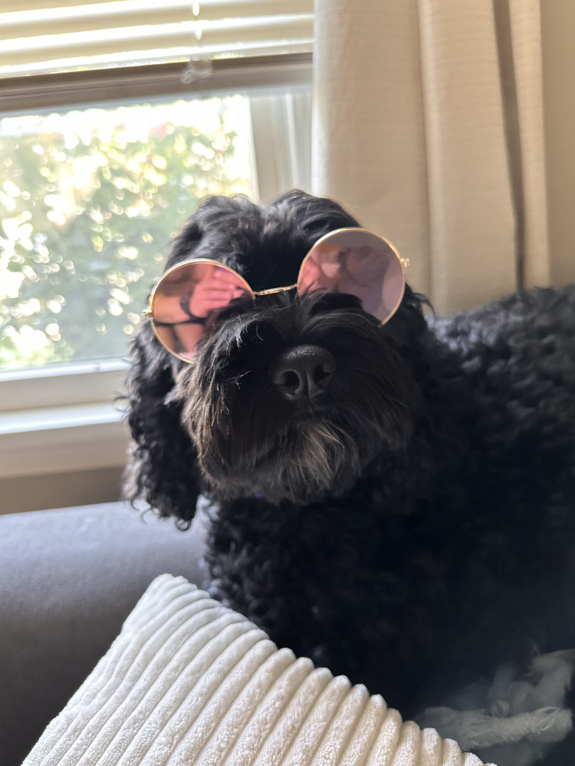 Leo | America's Favorite Pet