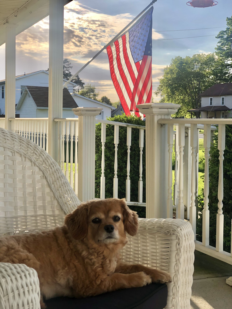 Ruby | America's Favorite Pet