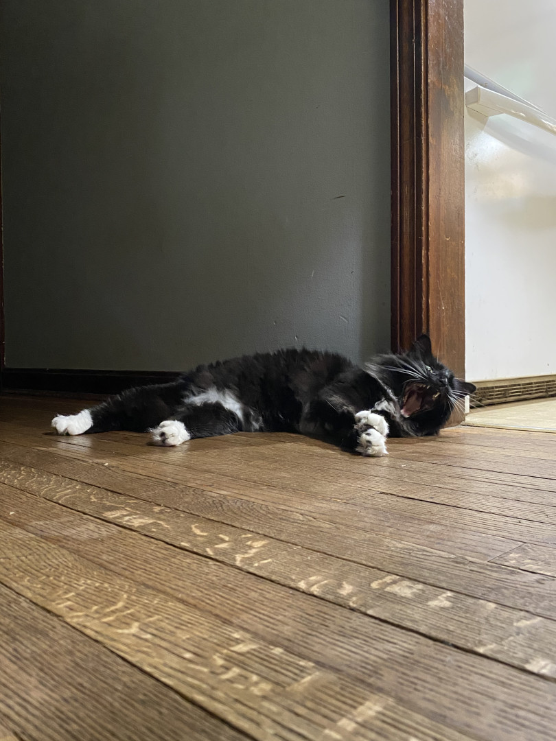 Ellie Cat | America's Favorite Pet