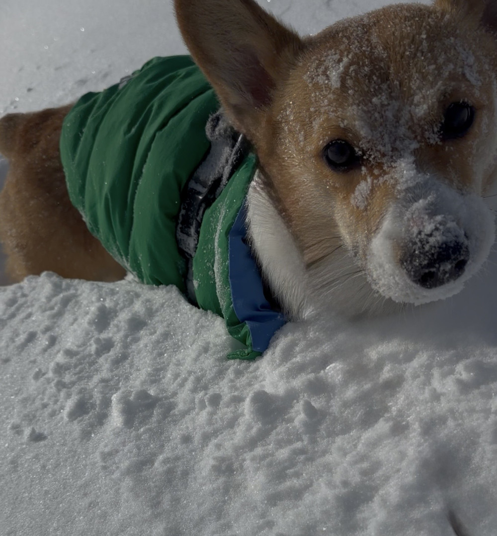 Curry the Super-Corgi | America's Favorite Pet