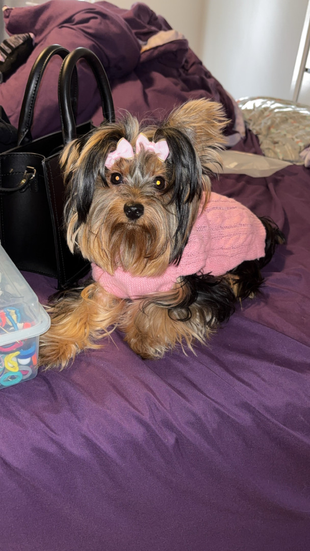 Nala | America's Favorite Pet