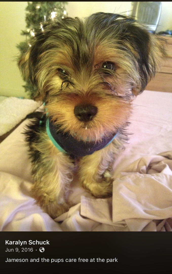 Jameson | America's Favorite Pet