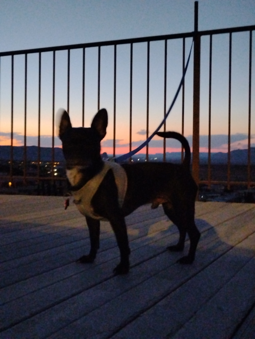Bongo | America's Favorite Pet
