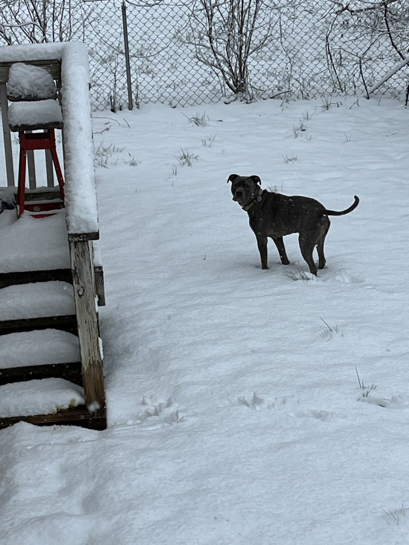 Mason | America's Favorite Pet