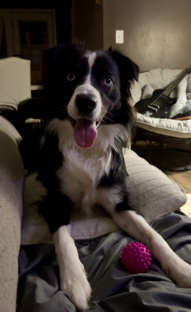 Bane | America's Favorite Pet