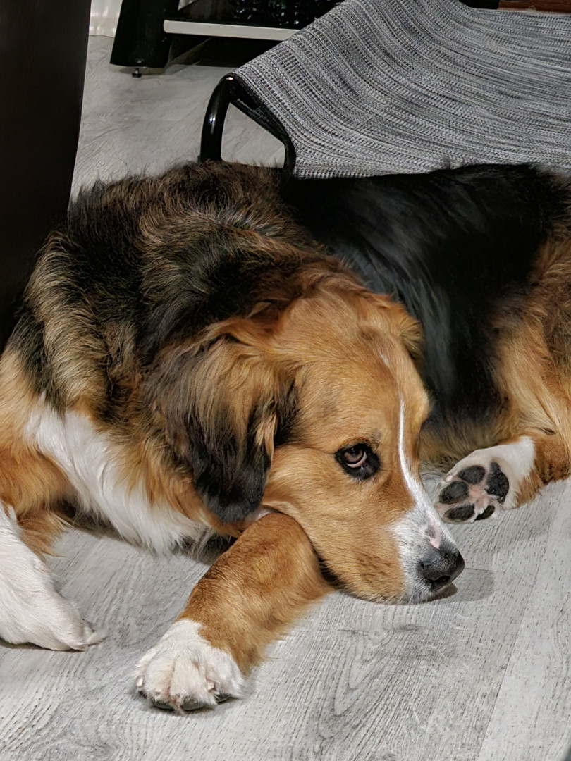 Gabi | America's Favorite Pet