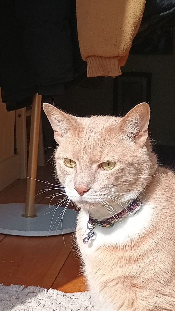 Toby | America's Favorite Pet