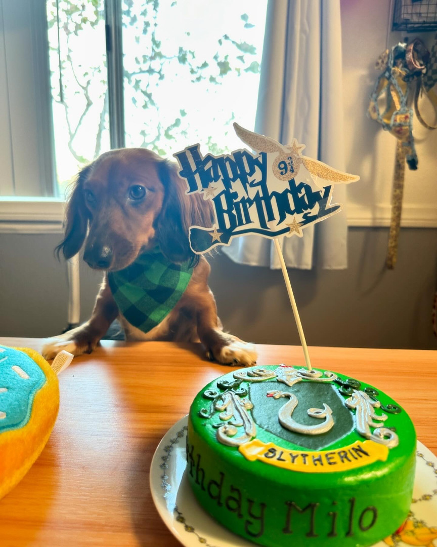 Milo | America's Favorite Pet