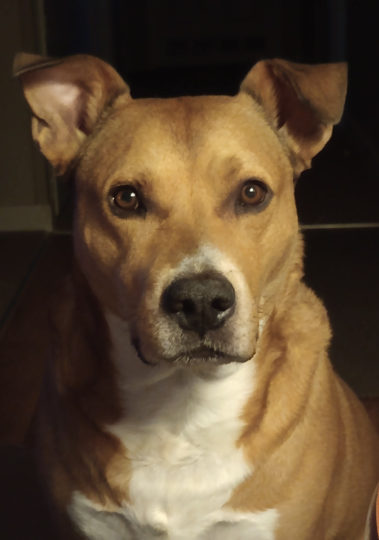 Max | America's Favorite Pet