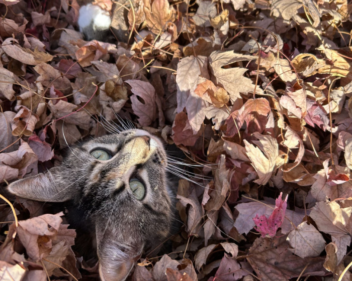 America's Favorite Pet