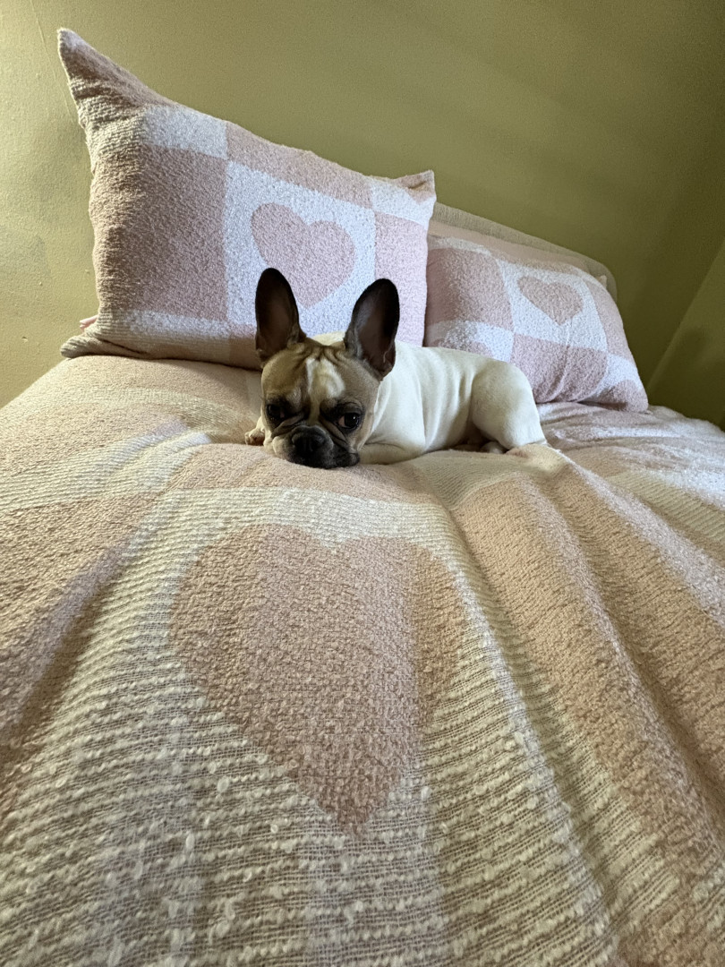Binky | America's Favorite Pet