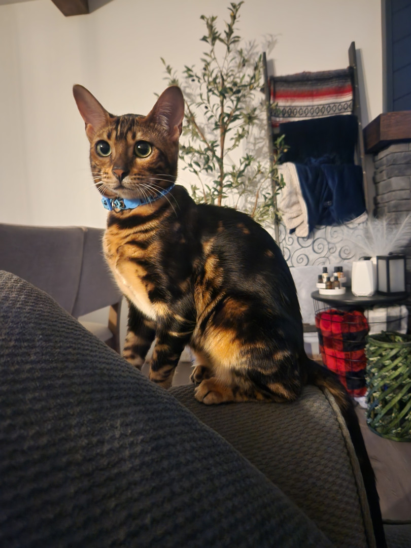 TEAKA | America's Favorite Pet