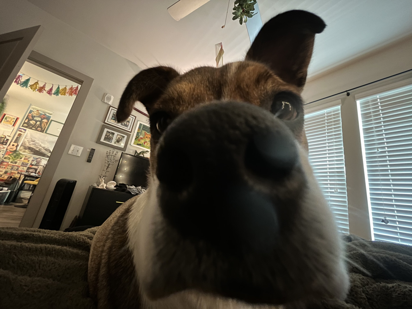 Shoelace | America's Favorite Pet