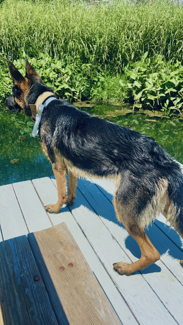 Kaiser | America's Favorite Pet