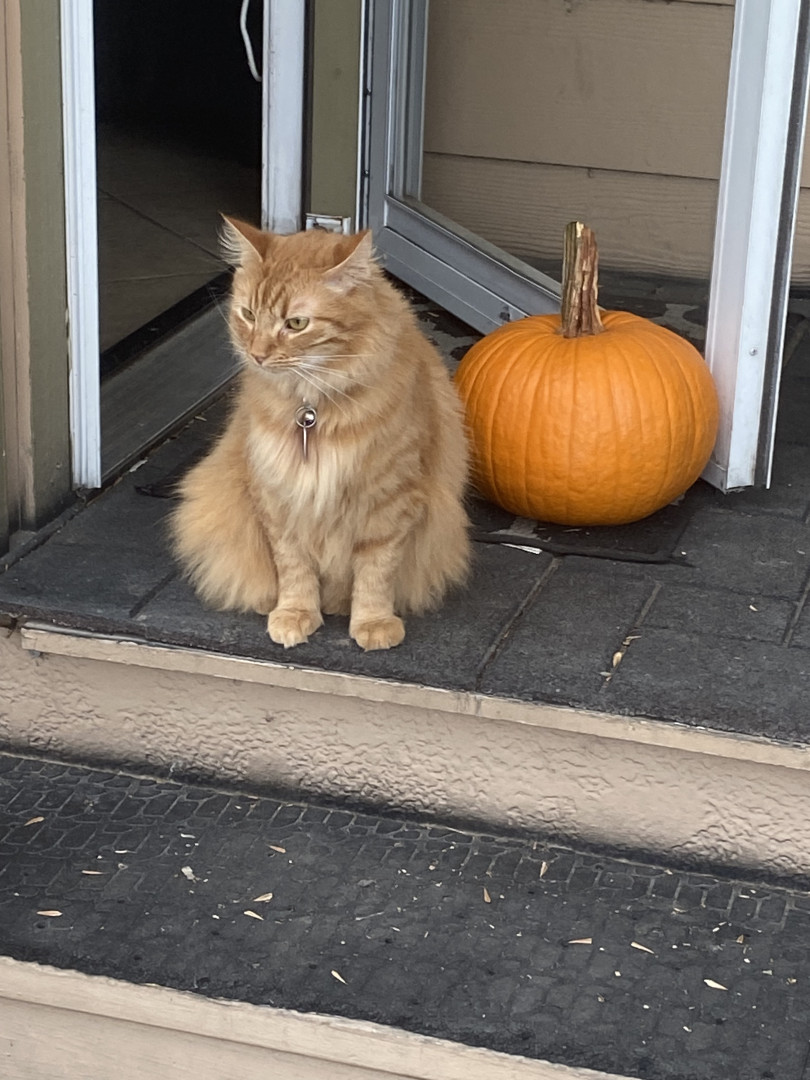 Topper | America's Favorite Pet