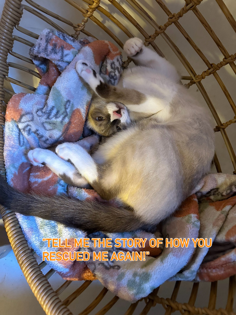 Ananda | America's Favorite Pet