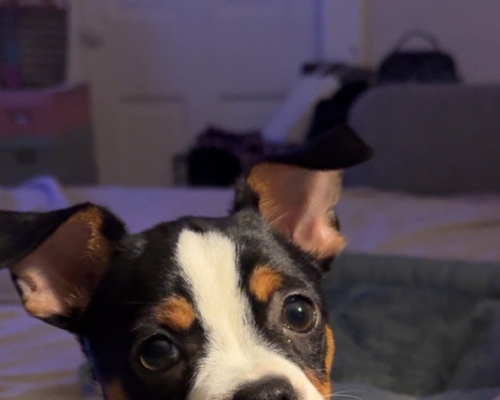 America's Favorite Pet