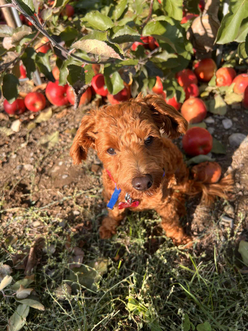 Mello | America's Favorite Pet