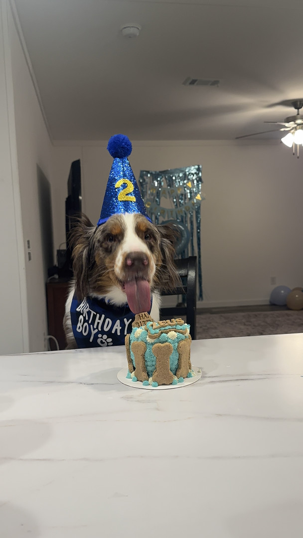 Zeus | America's Favorite Pet