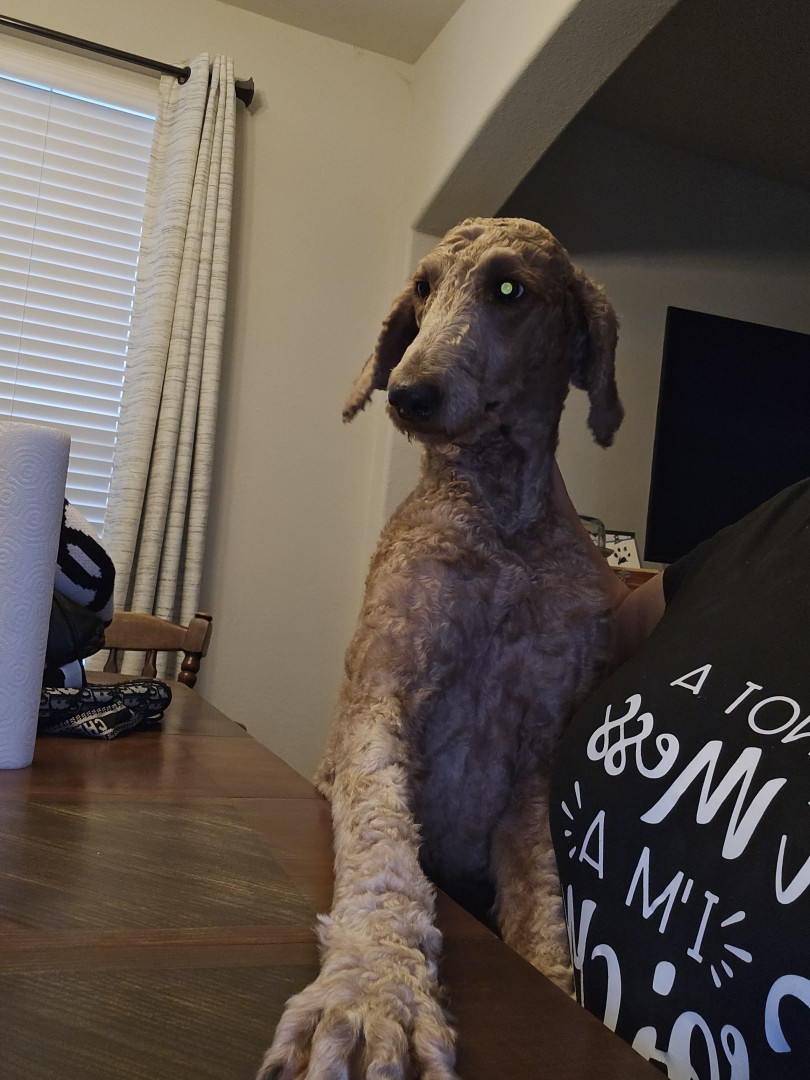 Coco Puff Upton | America's Favorite Pet