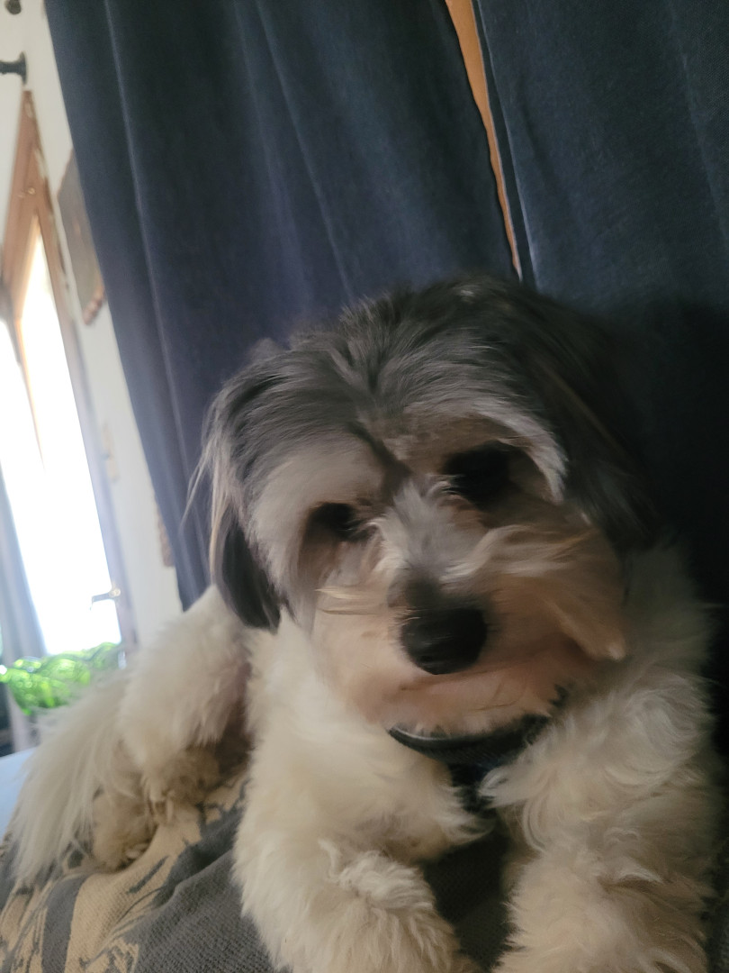 Tux | America's Favorite Pet